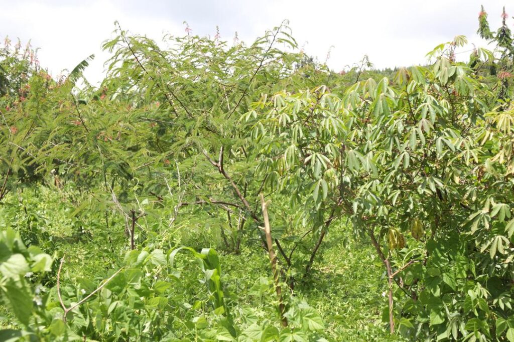 Rwanda's farmers fight land degradation with trees - Pure Africa News