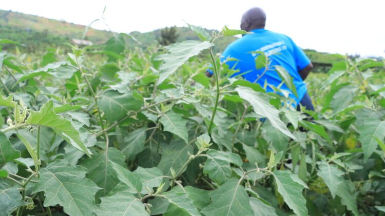 Kirehe: Farmers use solar-powered irrigation to combat climate change ...