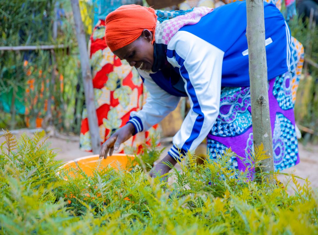 Réseau des Femmes joined the residents of Byimana Sector in a tree ...